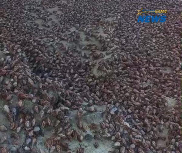 Crab Movement on Beaches a Natural Phenomenon, Says Brewster - Starcom ...